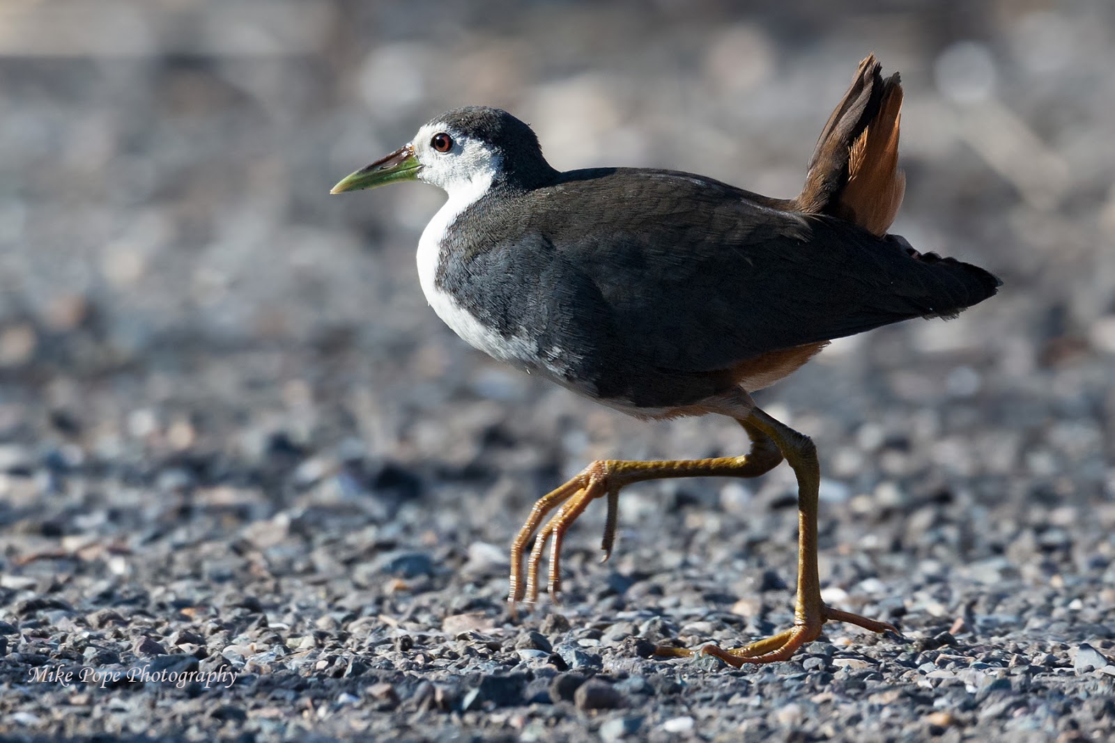 Kuwait Birding: 2019
