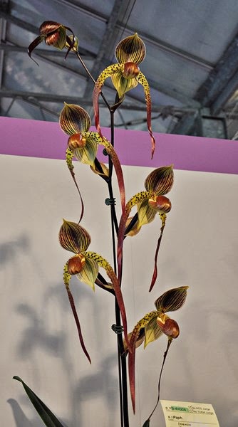 PaphYeo: TIOS 2014 - multiflorals