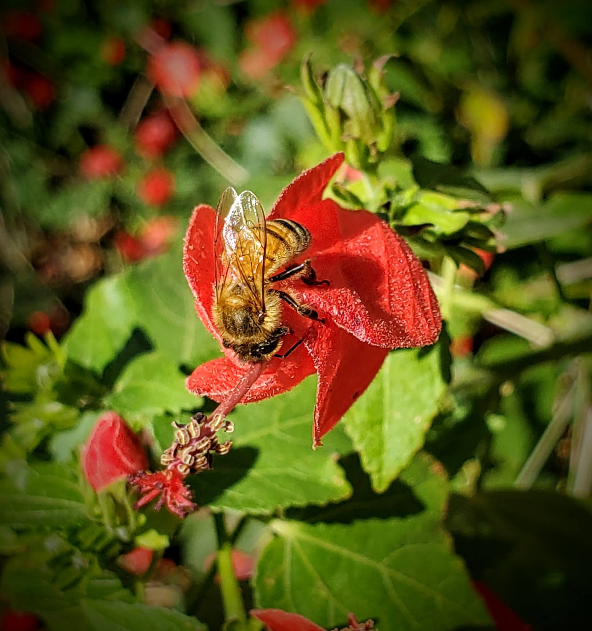 The Foraged Foodie: Foraging: identifying and eating turks cap flowers and fruit, easy for beginners