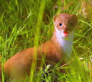 Weasel A Cute Animal-Wildlife | The Wildlife