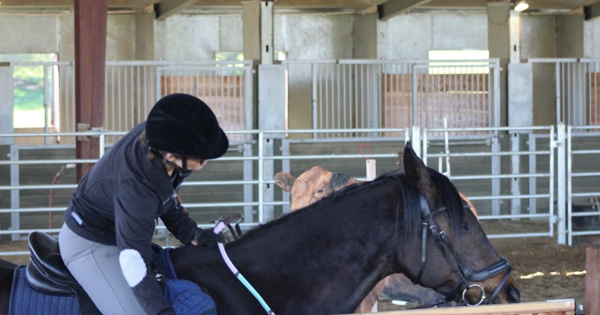 Training Cupid, my ex-racehorse: Working Equitation Clinic, Gate Work ...