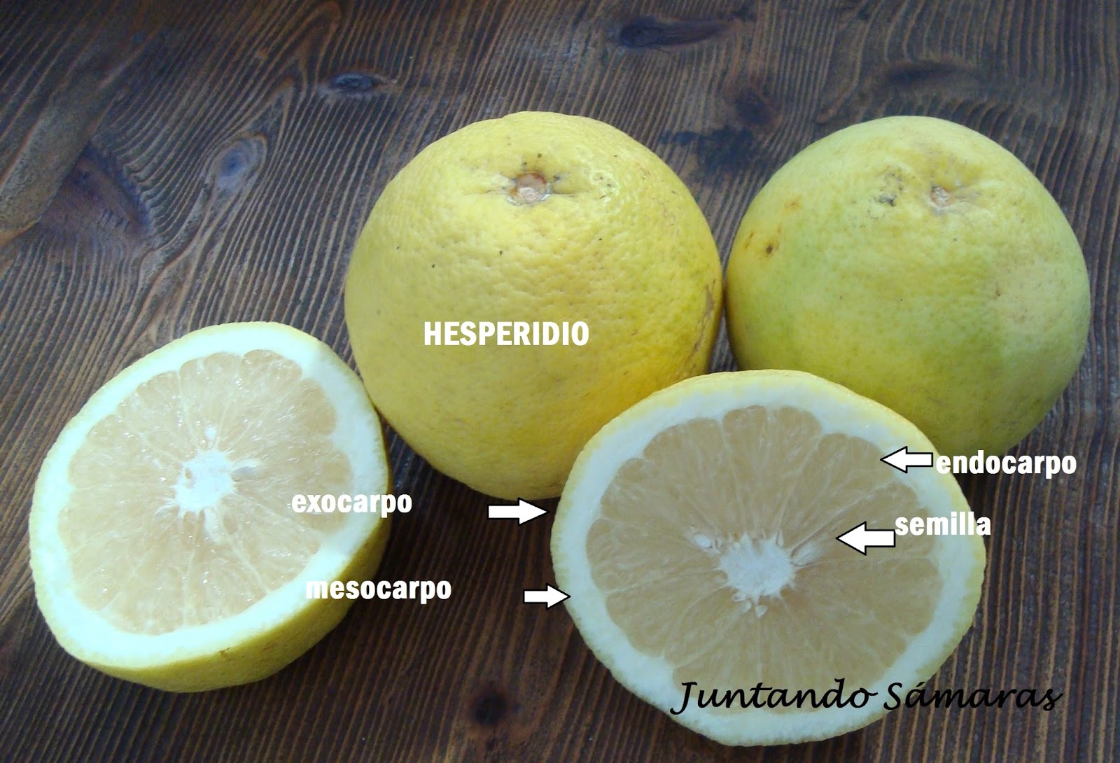 Juntando sámaras: JUGO DE HESPERIDIO