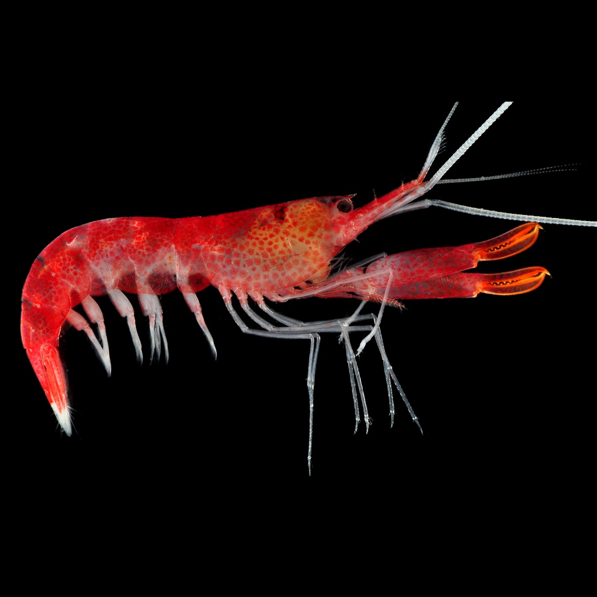 Species New to Science: [Crustacea • 2019] The Alpheid Shrimp Genus ...