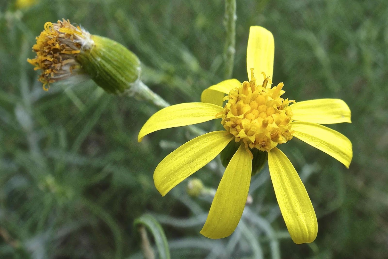 Poetry Of Spirit And Light: Celebrate Life