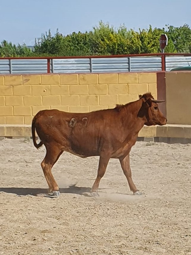 La Paúl, un trocico de nuestra historia: VACA "PAULERA"
