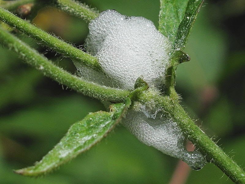 WHAT IS CUCKOO SPIT? |The Garden of Eaden