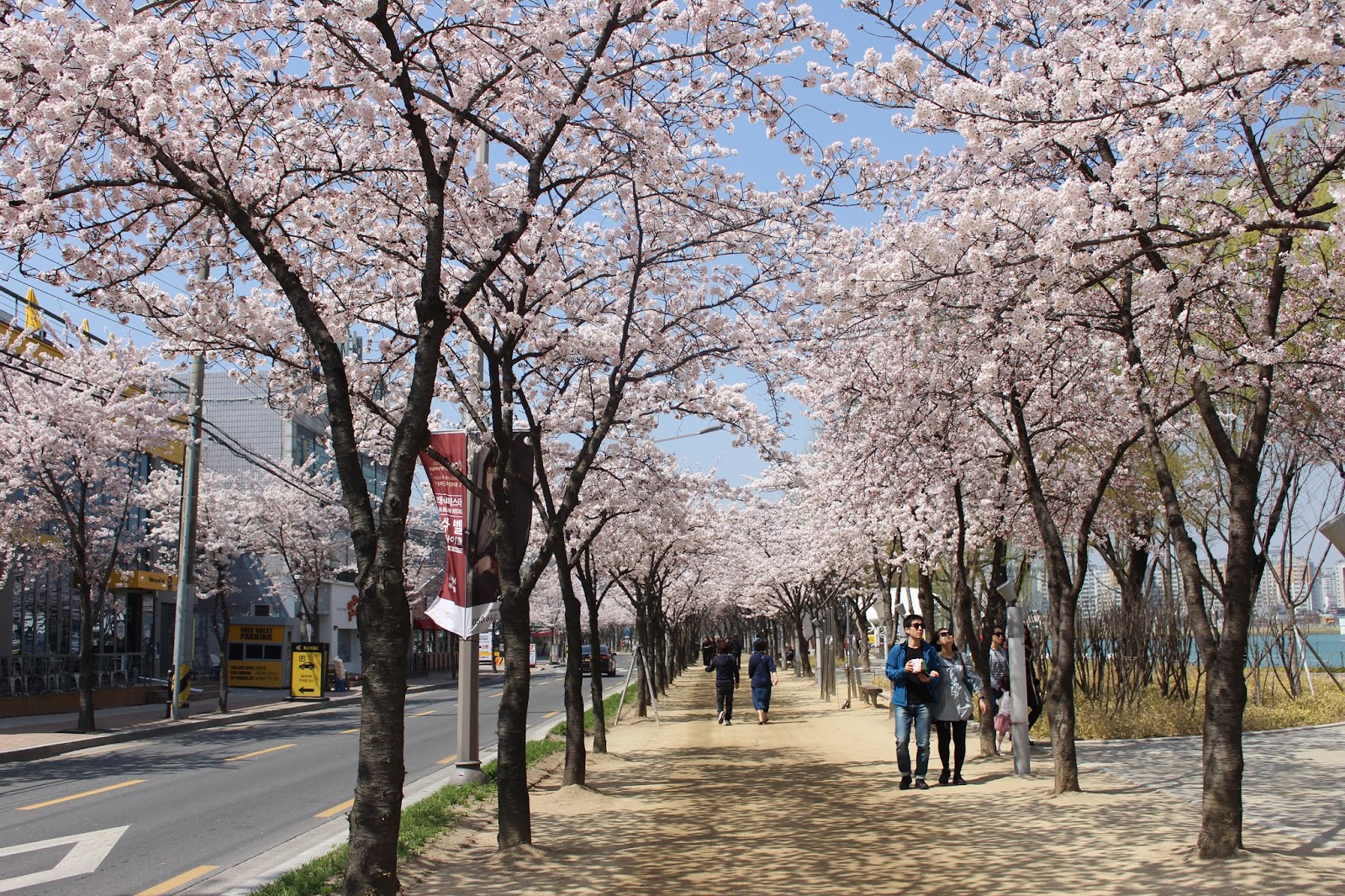 Absolutely Gorgeous Blooming Cherry Blossom Photos Ever, in Daegu South ...