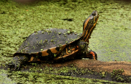 Uruguay y sus curiosidades-Uruguay and its curiosities: TORTUGA ...