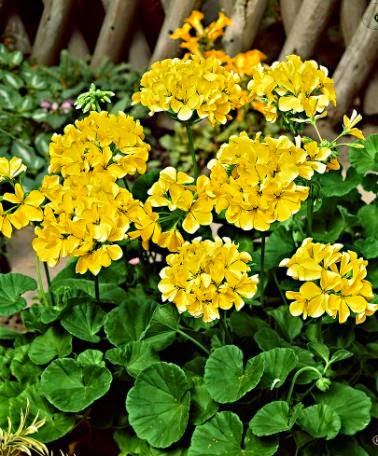GRAFOR - FLORI SI PEISAGISTICA: Muscata Galbena- Pellargonium Yellow