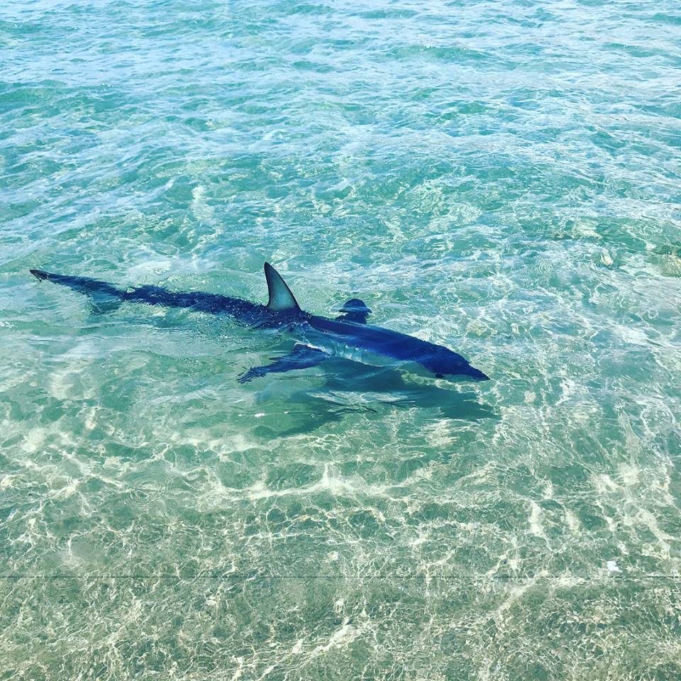 Sharks In Greece: Βίντεο με τον Καρχαρία Μάκο, στον Πλακιά Κρήτης (Video)