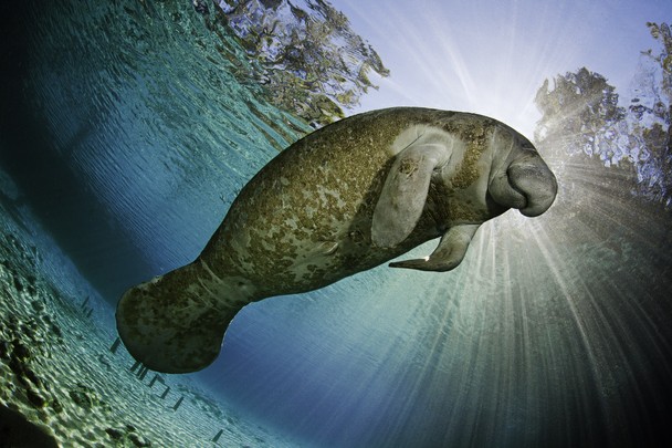 Maredolce: IL LAMANTINO