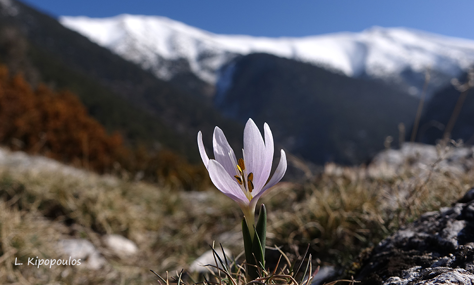 αγριολούλουδα του Ολύμπου: Colchicum doerfleri (2)