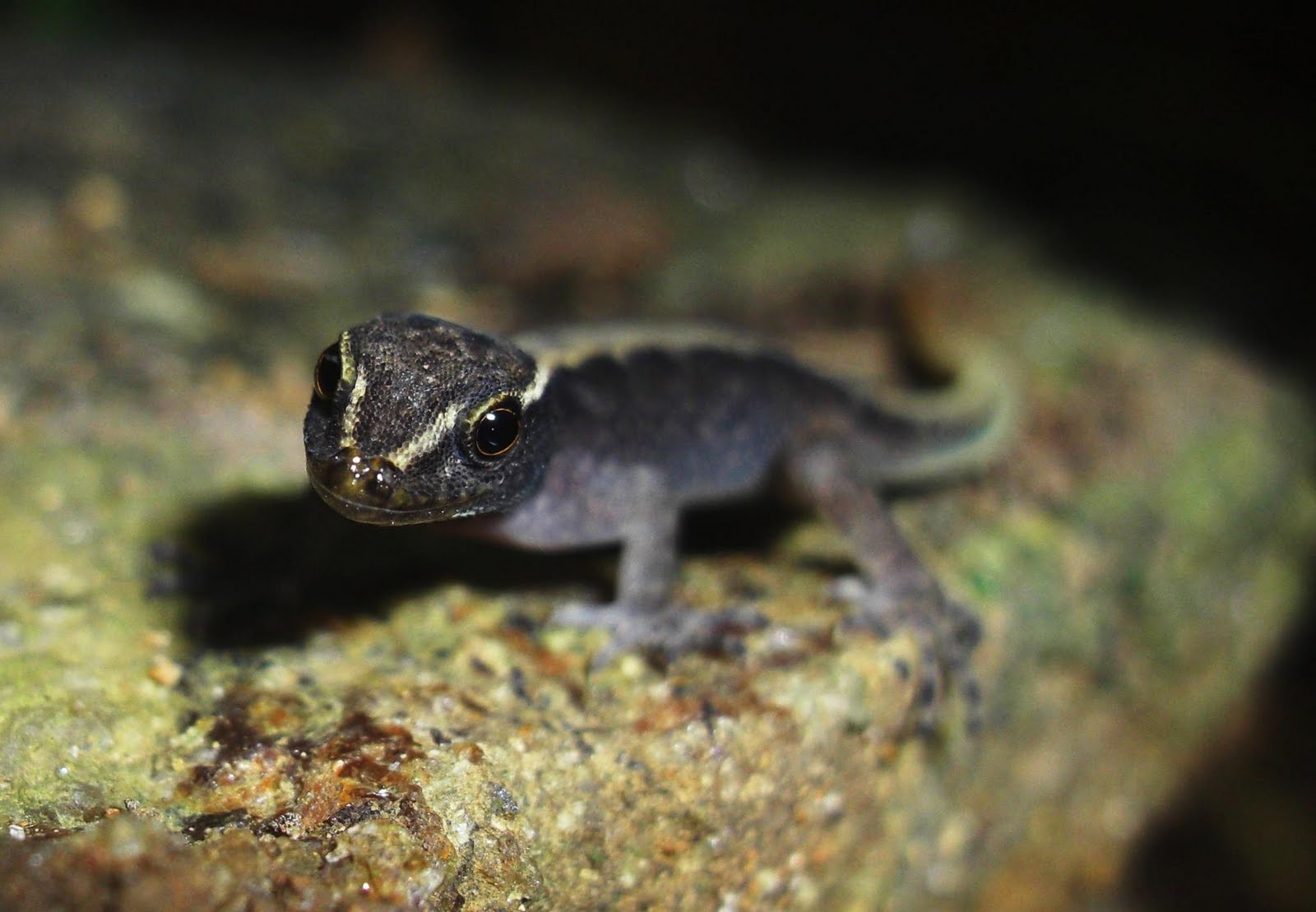 Photography & Me: A Colourful Little Gecko