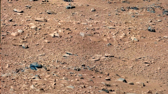 Wake Up: 'Mars Rat' Spied By NASA's Curiosity Rover