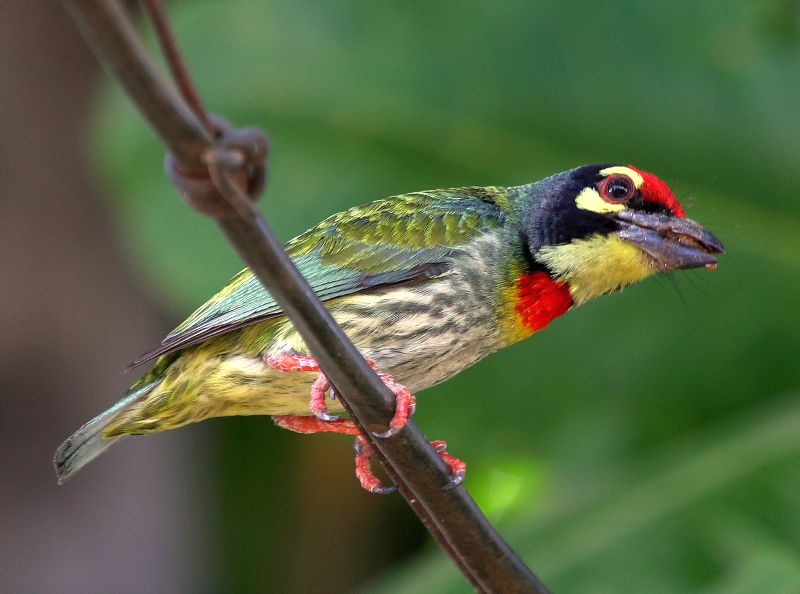 July 2013 - ARUNACHALA BIRDS