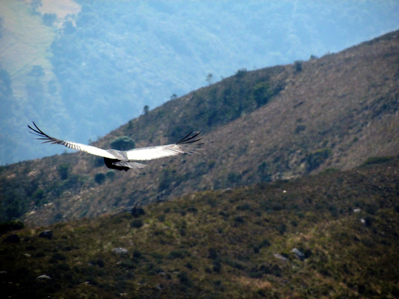 purpura: CÓNDOR GIGANTE ANDINO