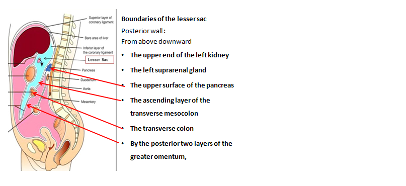 easyhumanatomy: Summary of lesser sac : lecture note