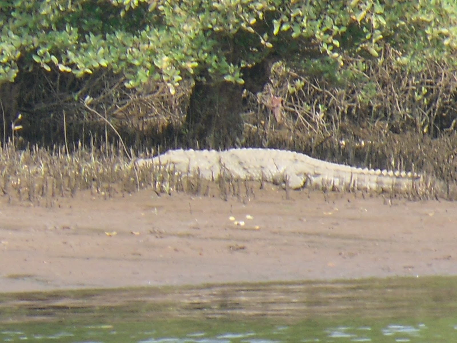TMI : Crocodile Safari @ Govalkot – Maldoli Backwater , Guhagar Beach ...