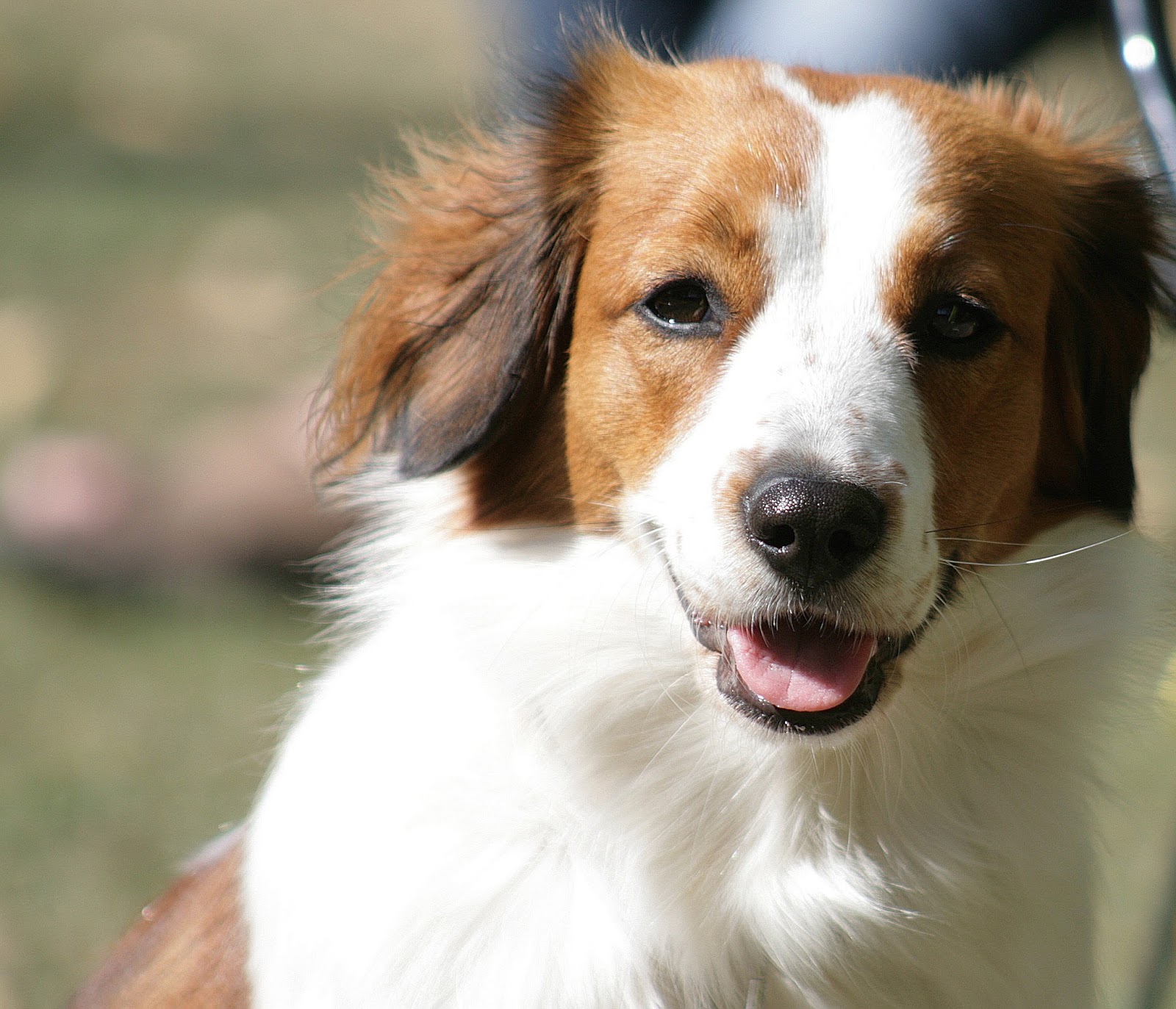 PsieLobby: Kooiker Suczki