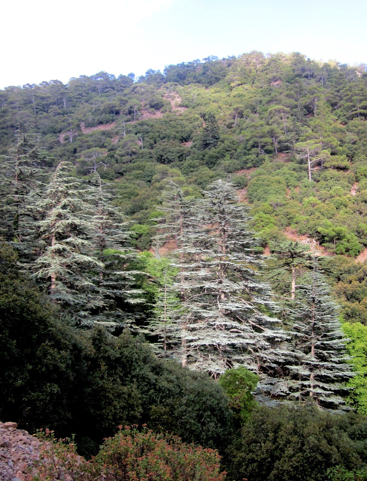 Biodiversity of Cyprus by NGO Protection of the Natural Heritage and ...