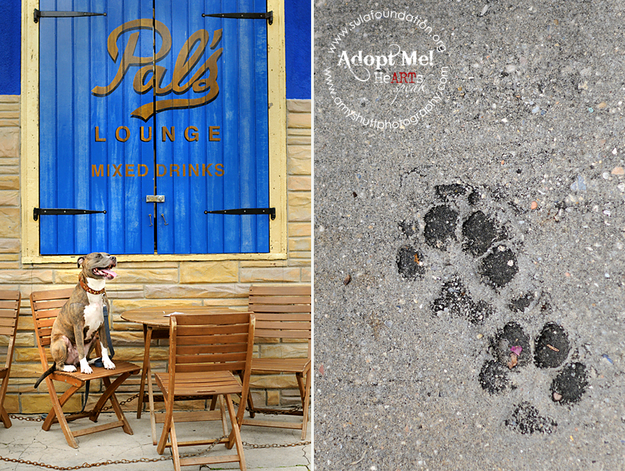 AMY SHUTT PHOTOGRAPHY: 2012/07