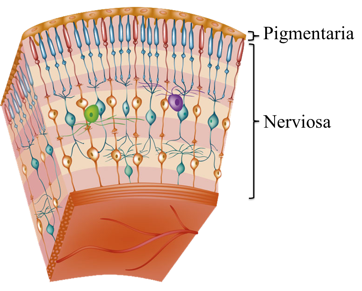 Retina ~ Biopsicosalud