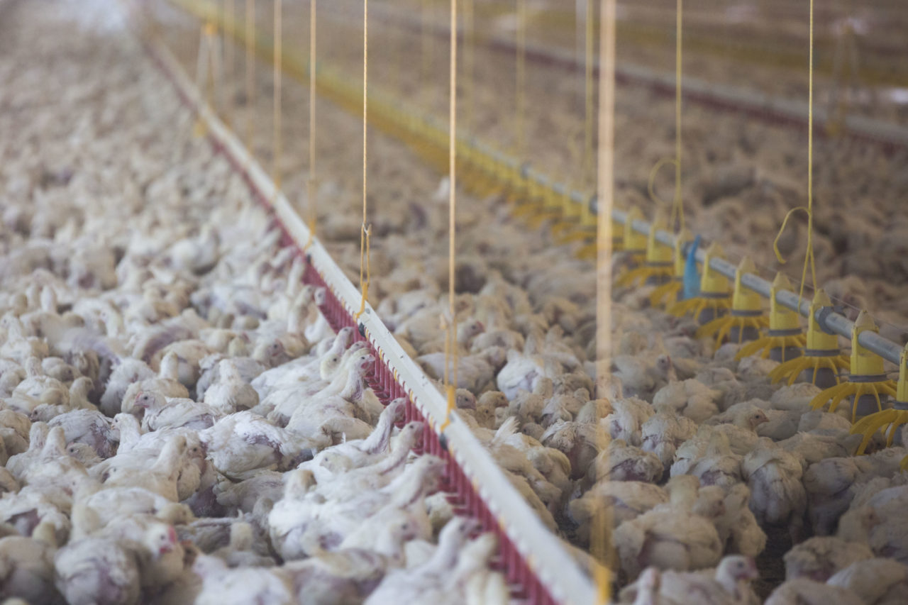 Biomass Industrial Innovative Projects: Biochar for Chicken Farming