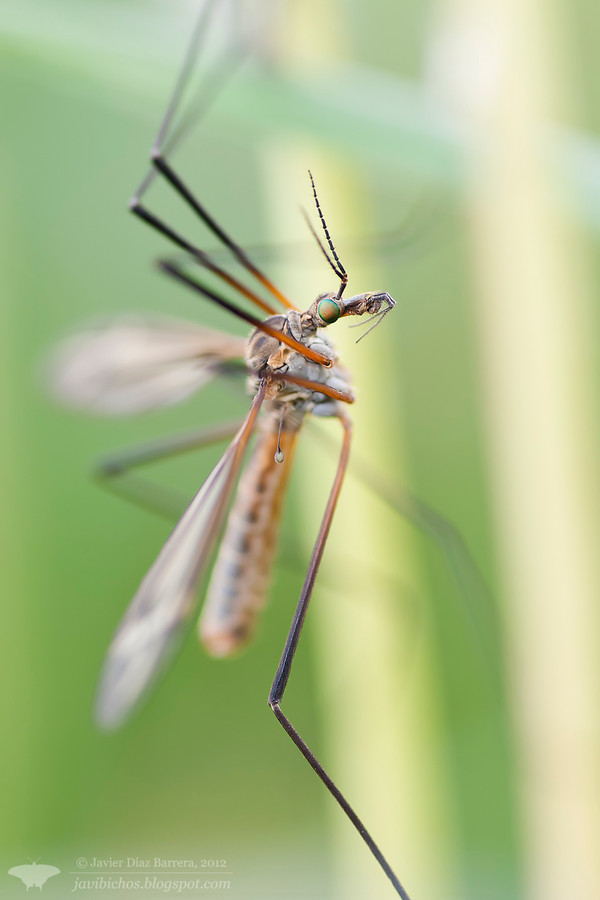 Bichos y plantas de León: Tipulidae