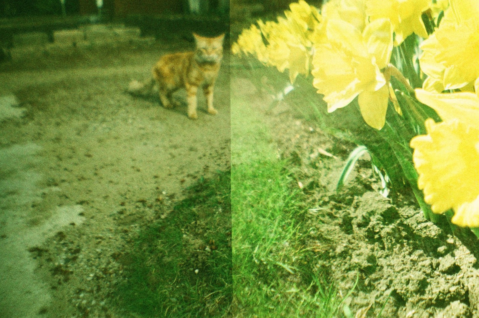 Film Photo Friday No 5 Orange s Yellow film-photo-friday-no-5-orange-s-yellow