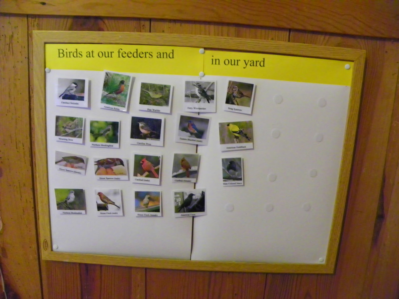 Pray For Lilly: Homeschool tip: Our bird bulletin board