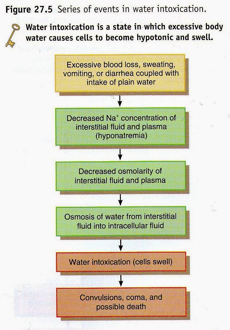 Human body flow diagram mania