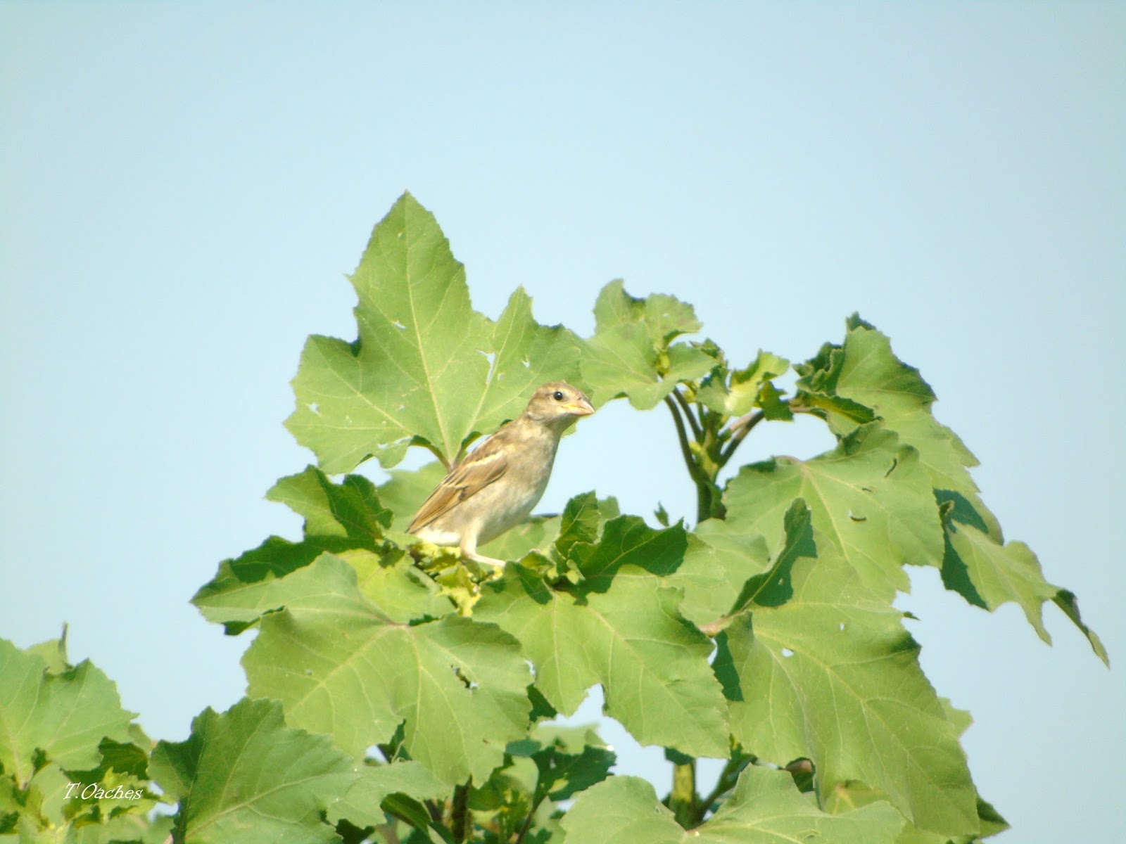 PASARI DIN ROMANIA: VRABIE NEGRICIOASA, Passer hispaniolensis