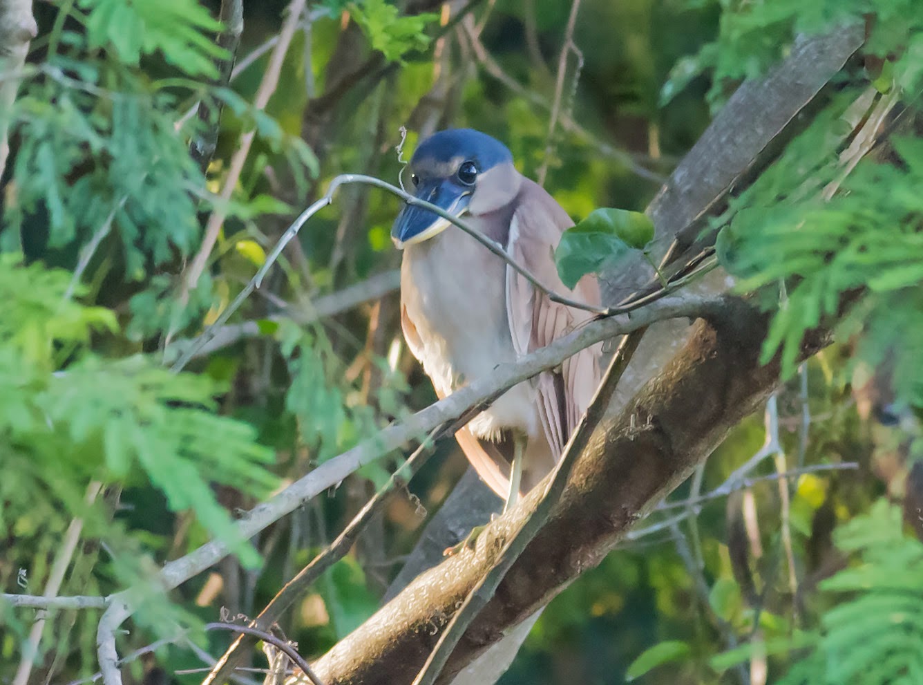 JORNAL DAS AVES e Peixes !: Arapapá = Cochlearius cochlearius
