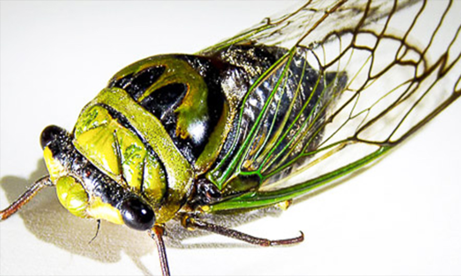 Datos curiosos de los Cuyuyos