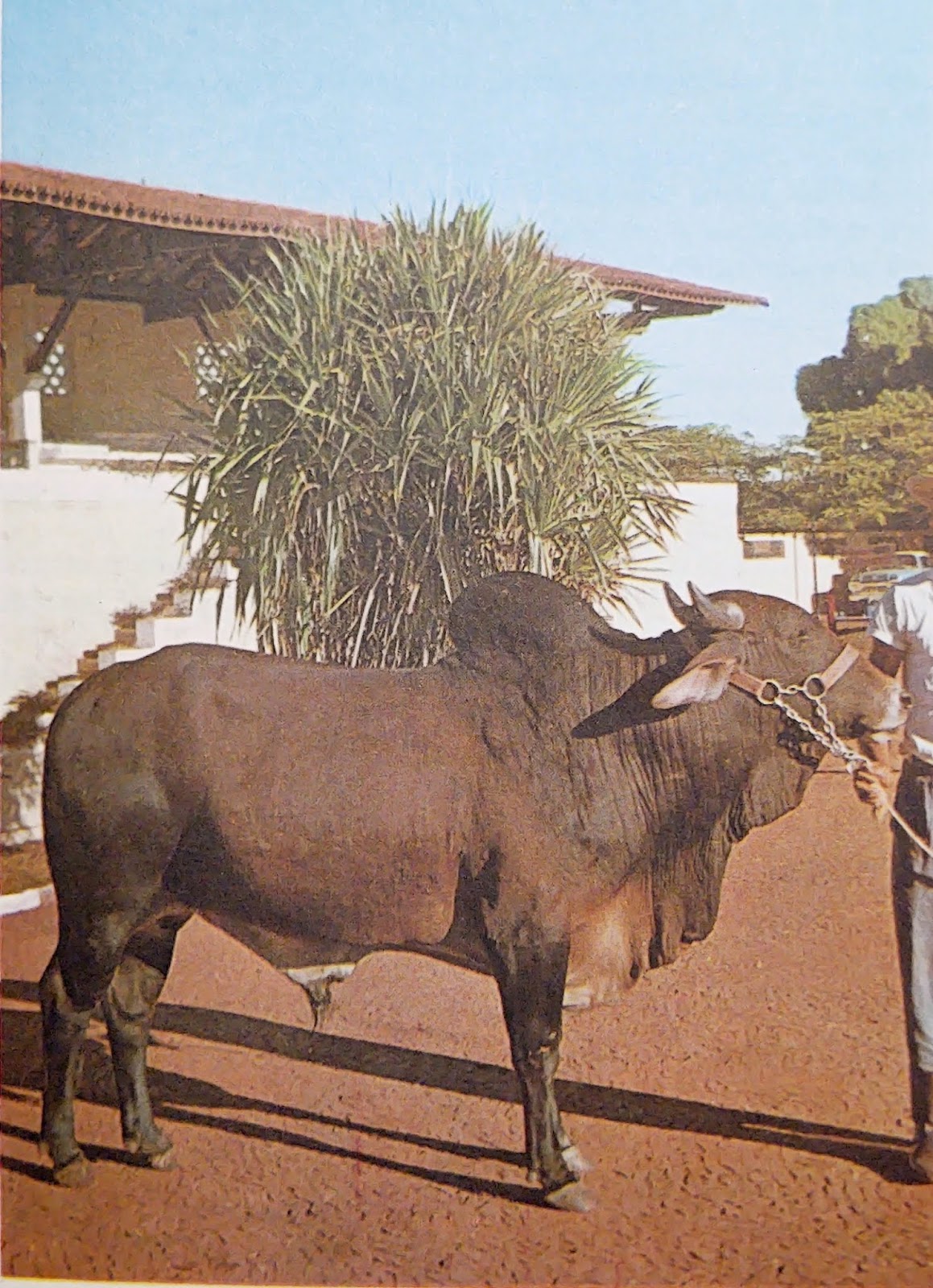 Bahia Red Sindhi: O SINDI - CRIAÇÃO DE BOVINOS - DORCIMAR C. MARQUES