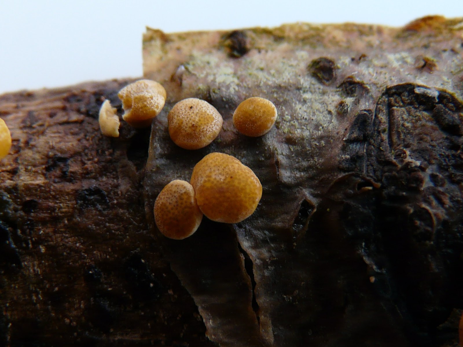 Tophill Low Nature Reserve: Fungi