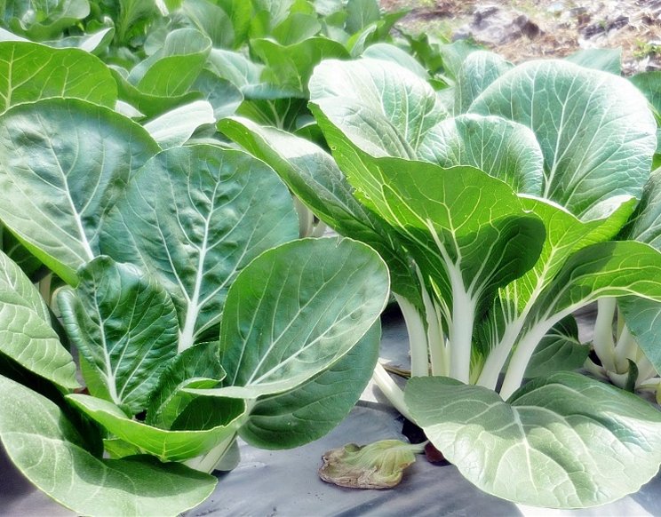 Ini Jenis-jenis Sawi, Manfaatnya untuk Kesehatan, dan Resep Masakan ...