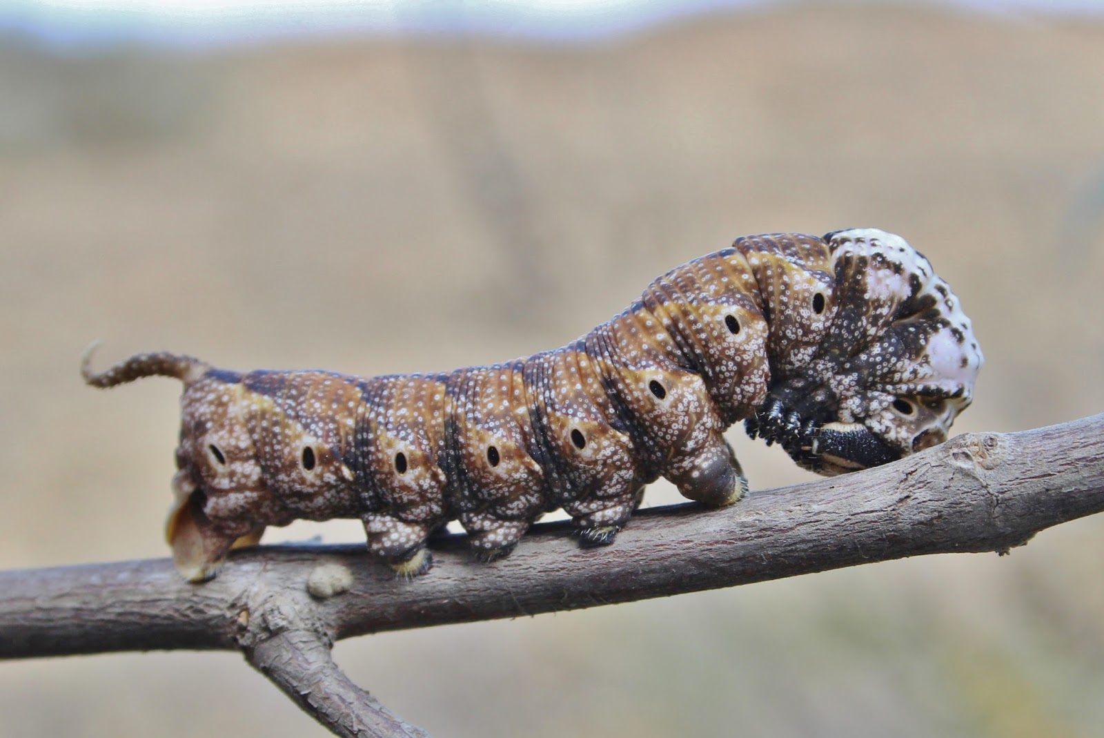 Biodiversity of Cyprus by NGO Protection of the Natural Heritage and ...