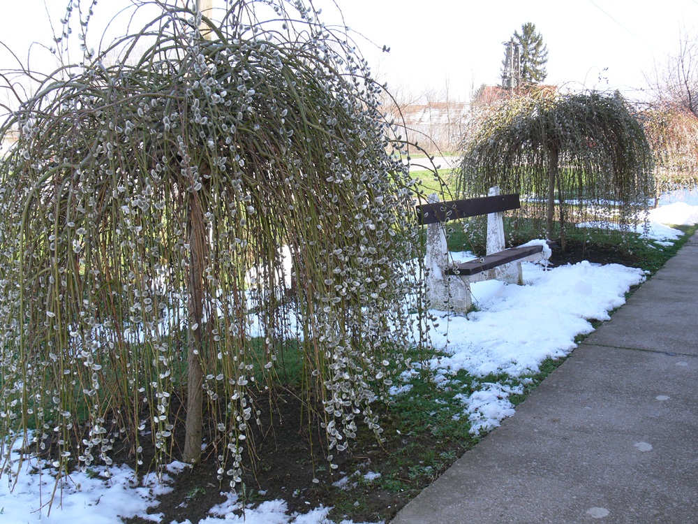 SiklósKert: Különleges dísz - nem csak húsvétra - Csüngő ágú barkafűz