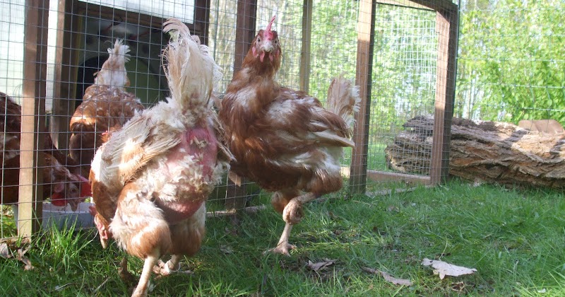 The Compost Bin: RIP Babs Hen.
