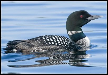 Scrollsaw Workshop: Common Loon Scroll Saw Pattern.