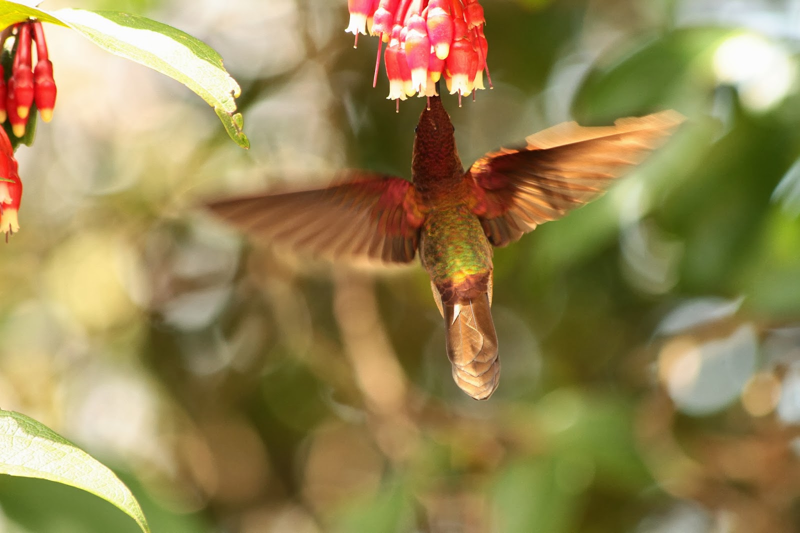 Nuestro bello mundo...: Hummingbirds and other birds from the mountain ...