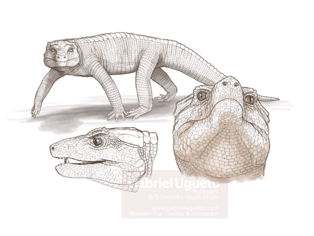 EL JOVE PALEONTÒLEG: L'evolució i la filogènia dels crocodilomorfs ...