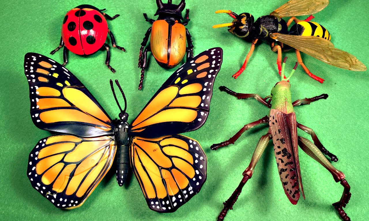 Is An Insect An Animal? A Deep Study