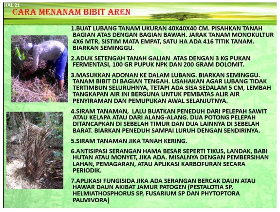 Budidaya Aren : Cara Menanam Aren Di Lahan Gambut