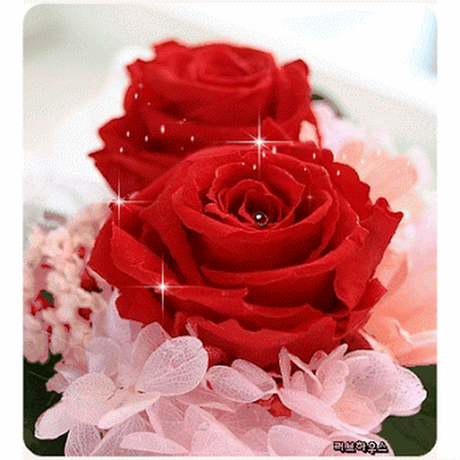 Imagenes S Hermosas Rosas Rojas