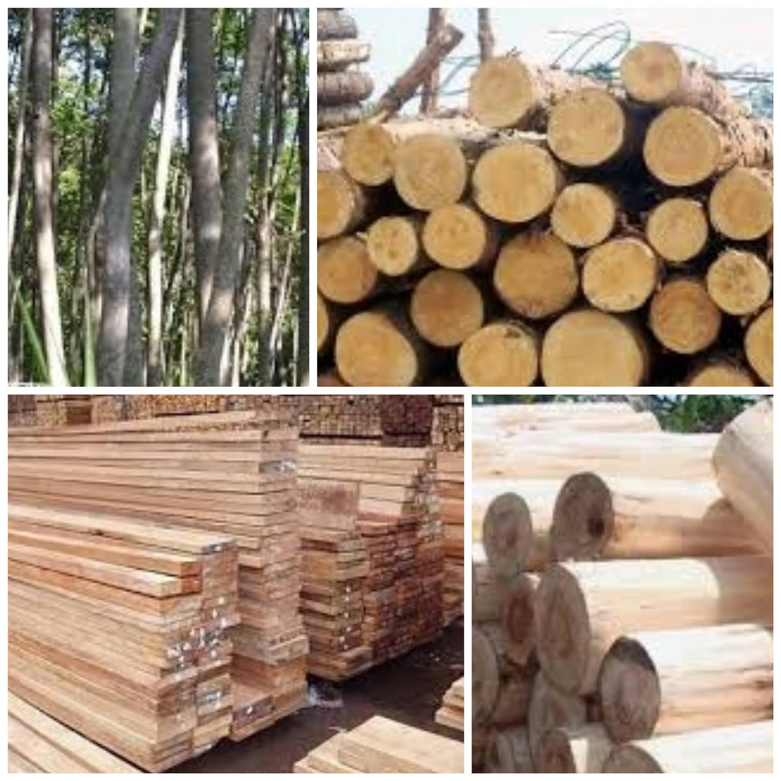 Kelebihan dan Kekurangan Kayu Sengon - navigasiin Kelebihan dan Kekurangan Kayu Sengon - navigasiin