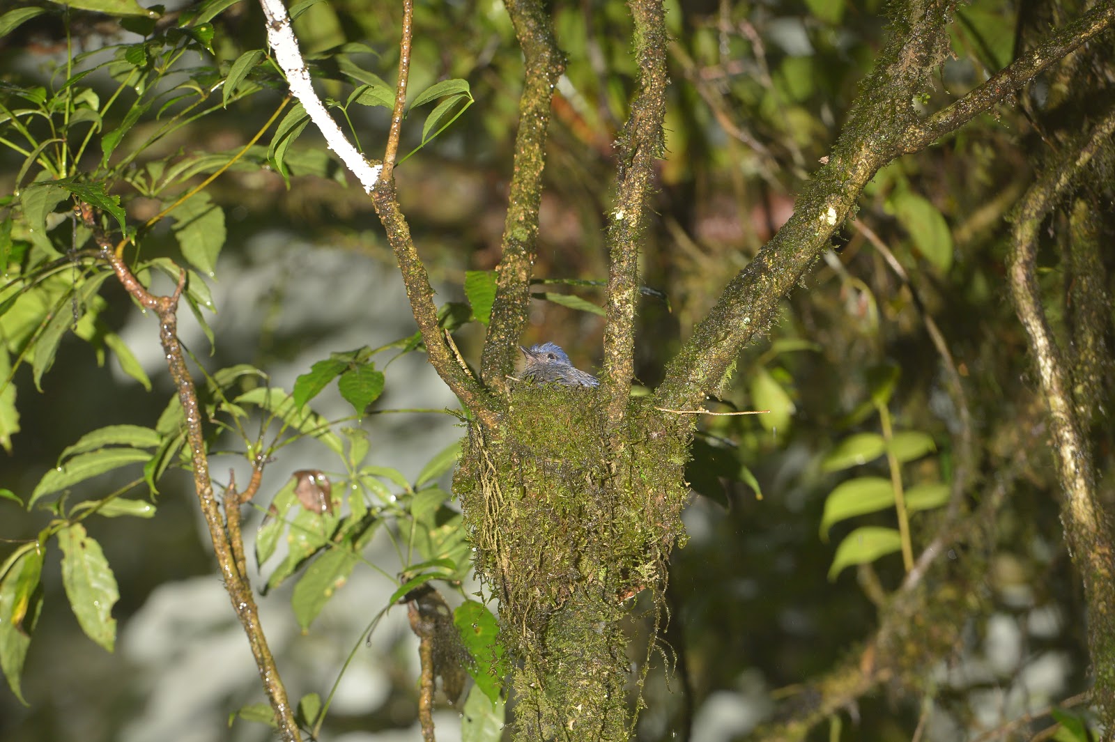 Fachry Nur Mallo: CATATAN PENGAMATAN PENCARIAN MAKAN DAN ...