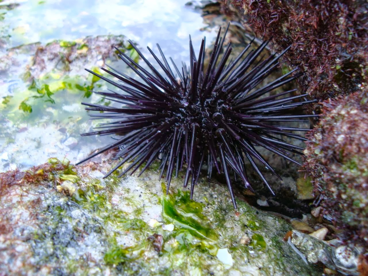 BIOFLAGRANTES*: ECOSSISTEMA DE COSTÃO ROCHOSO