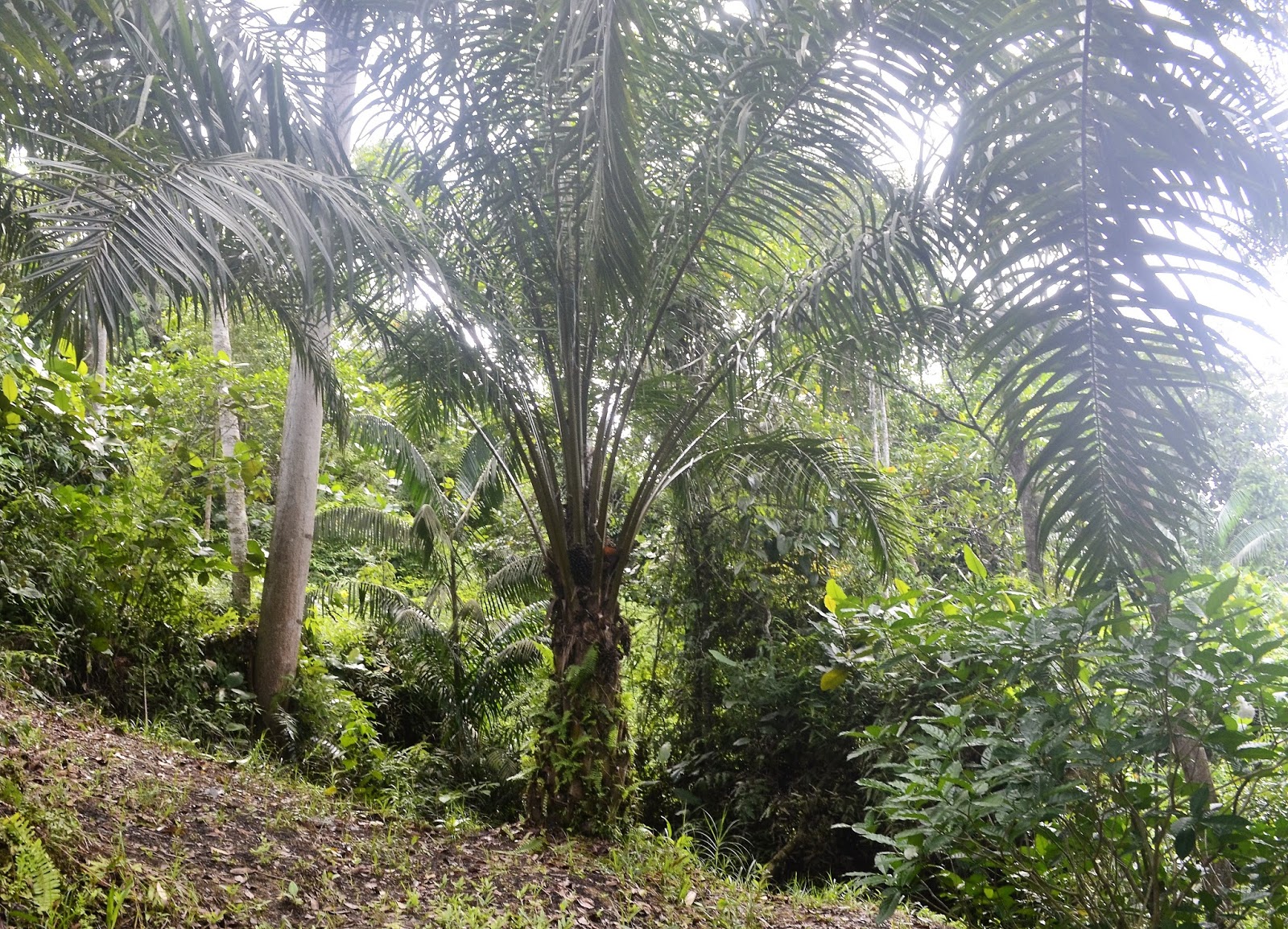 The Kambatik Park, Bintulu.: The useful 'Nibong' palm ( Oncosperma ...